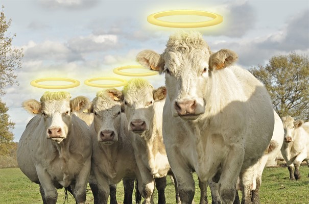 Sacred Cows – Grits with Grace
